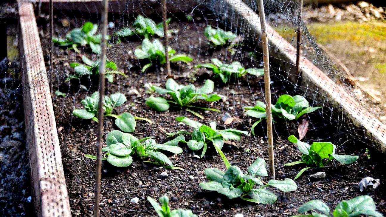 The Forgotten Diet of Our Ancestors: What Did People Eat 100 Years Ago ...